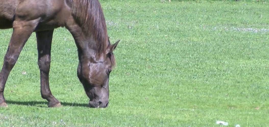 Free horse therapy changes lives for people suffering from trauma | Top ...