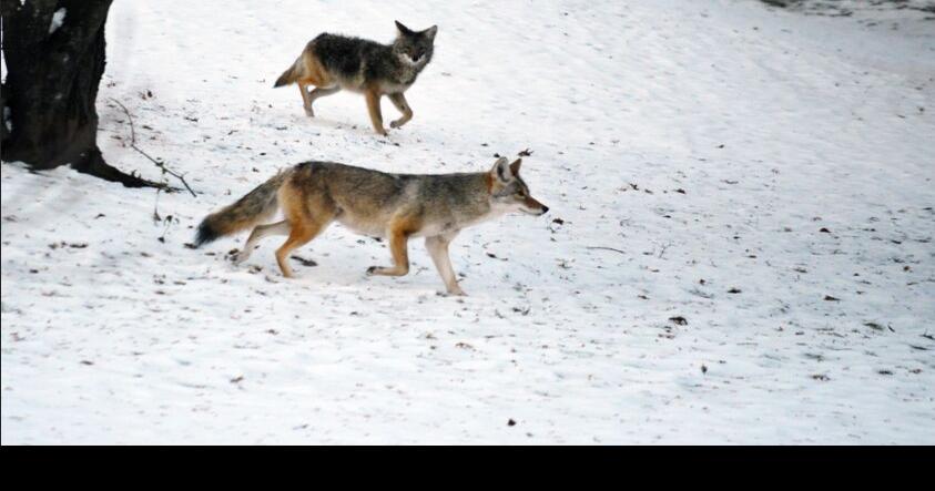 coyotes in backyard USFWS 11.21.22.png | | kdrv.com