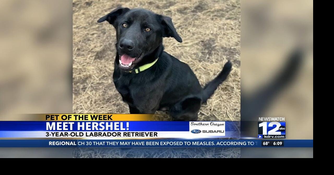Pet of the Week: Hershel! | Pet of the Week | kdrv.com