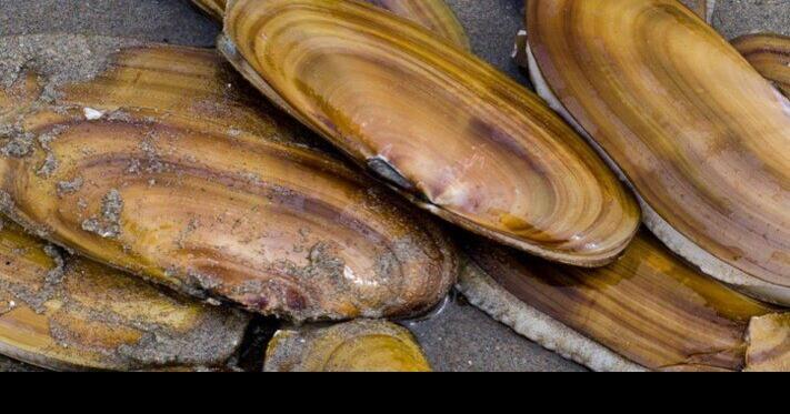 Southern Oregon Coast razor clamming reopens between California and ...