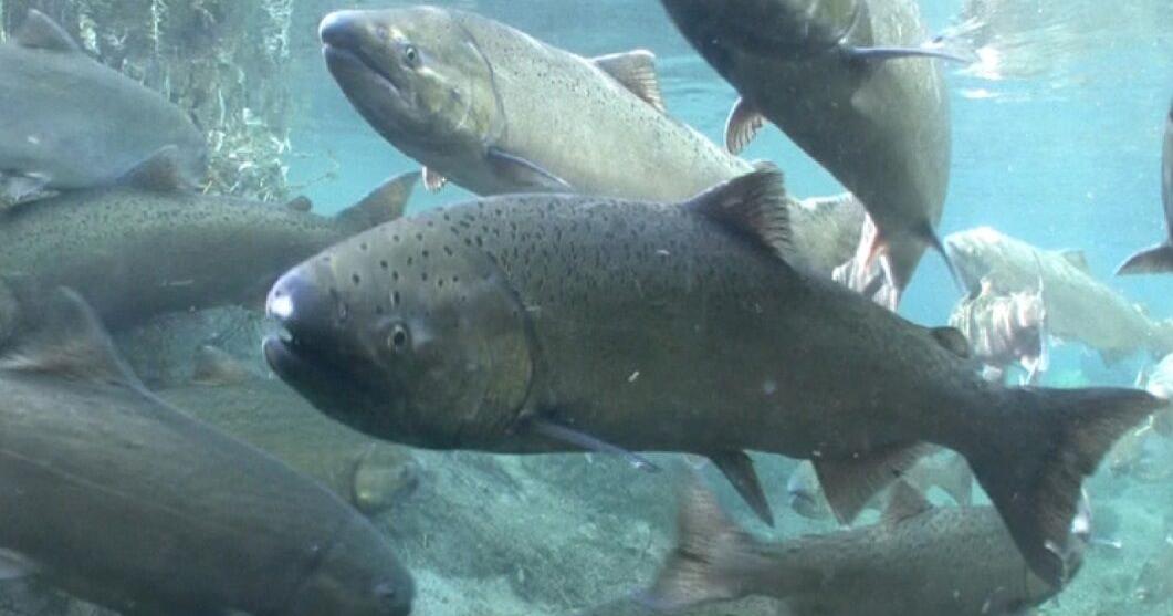 CDFW invests $30 million for salmon habitat revival | Regional | kdrv.com