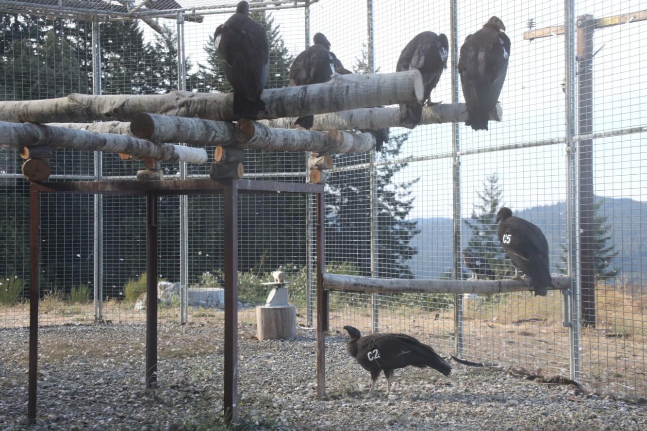 Restoring California condors | Top Stories | kdrv.com