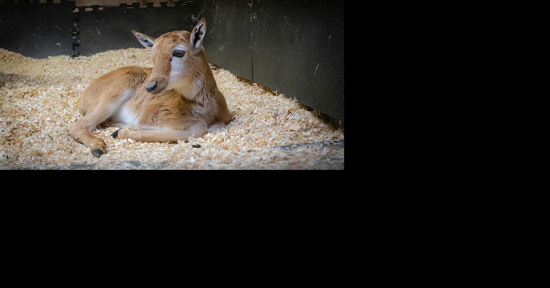 'An incredible conservation story': Oregon Zoo welcomes birth of rare ...
