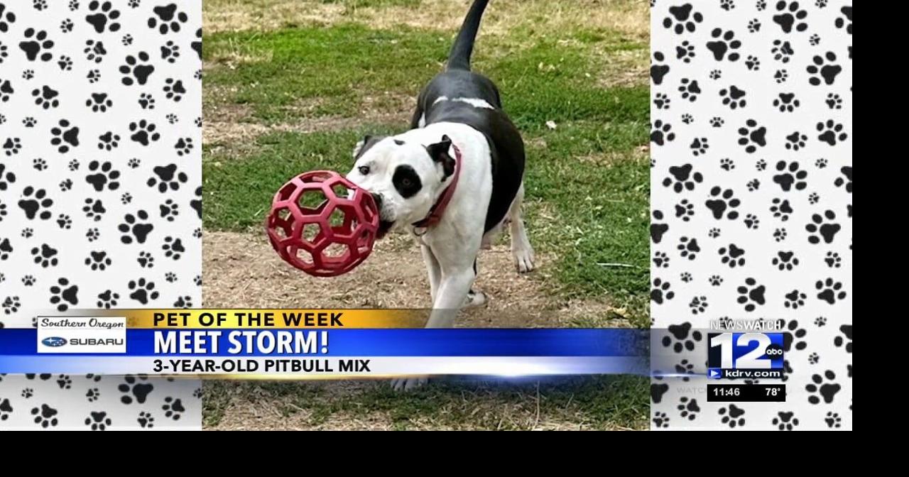 Pet of the Week! Meet Storm! | Pet of the Week | kdrv.com