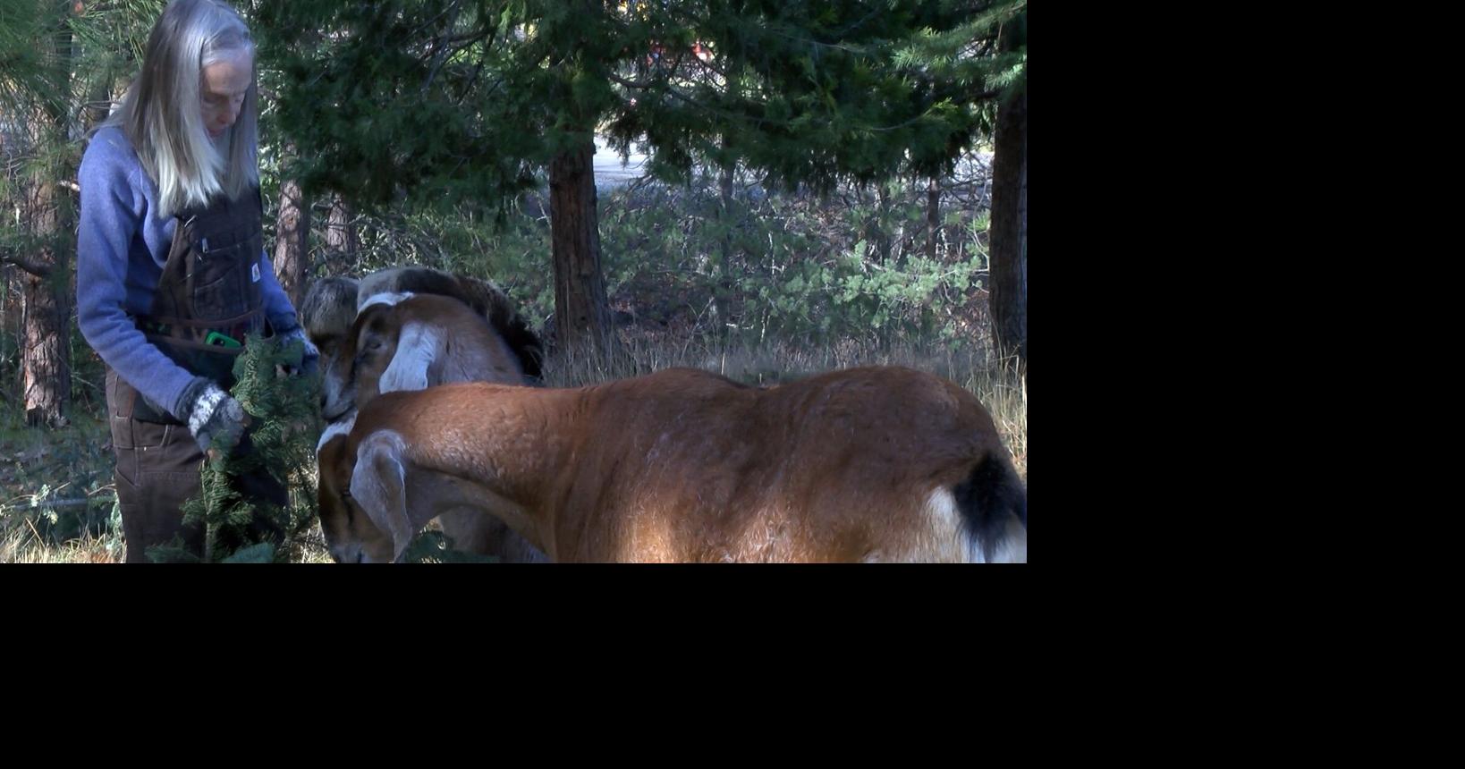 Ashland farmer giving Christmas trees a second life | News | kdrv.com