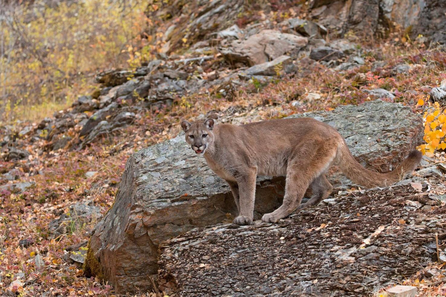 Cougar sighting in Jacksonville near the Rich Gulch and Britt Gardens ...