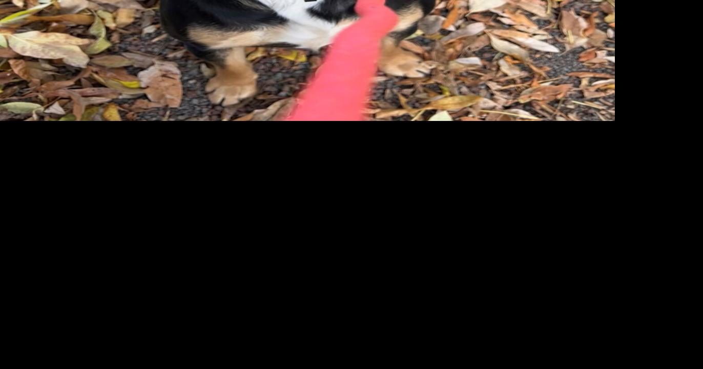 Pet of the Week! Meet Penelope! | Pet of the Week | kdrv.com