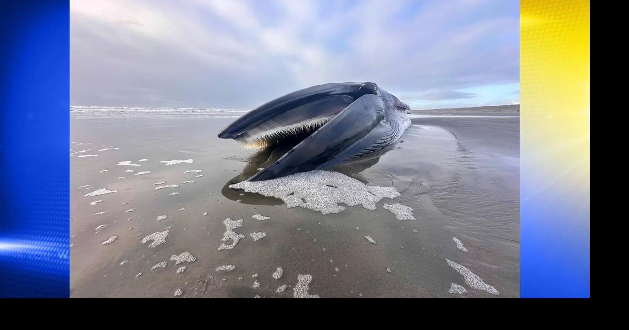 Beached fin whale attracts people to Oregon coast | Video | kdrv.com