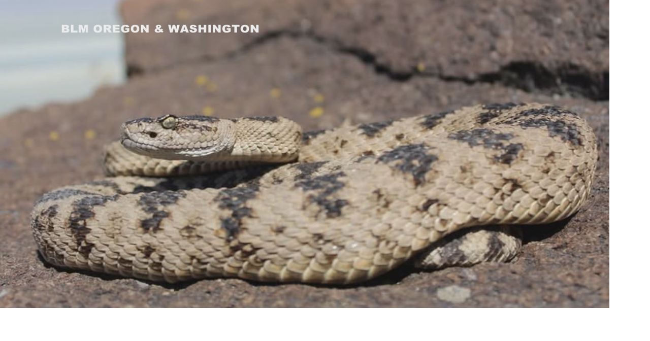 Rattlesnake safety | Local | kdrv.com