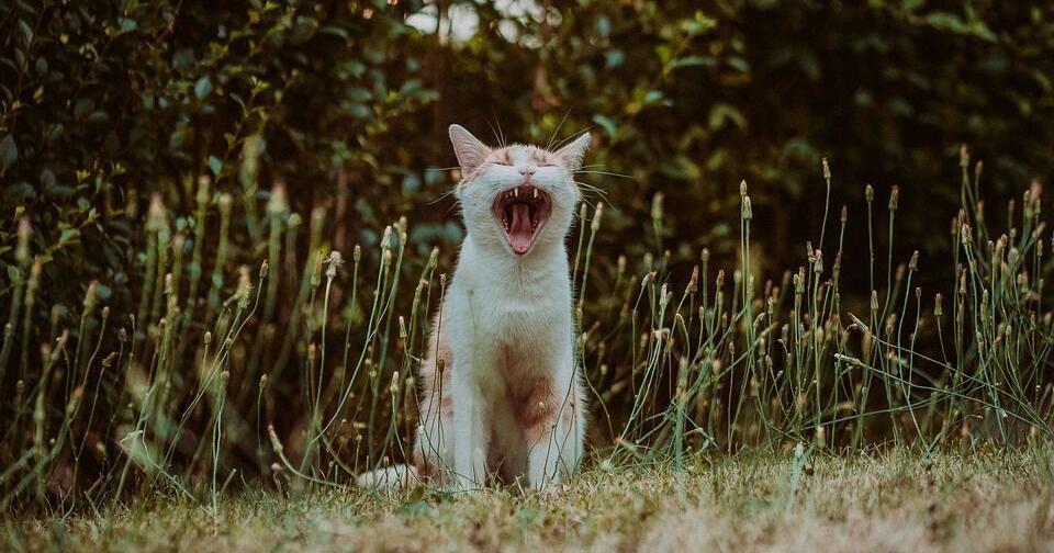 Shopping center using cat sounds to deter homeless encampments ...