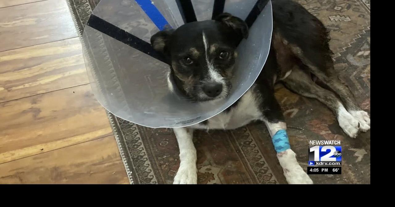 Eagle Point residents concerned after possible animal attack | Top ...