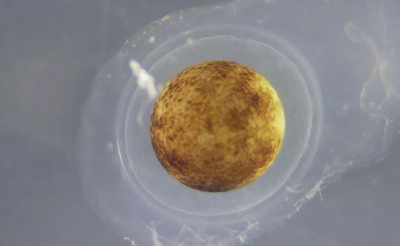 From near extinction to laying eggs in human care: Crater Lake's Mazama ...