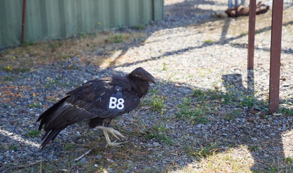 Restoring California condors | Top Stories | kdrv.com
