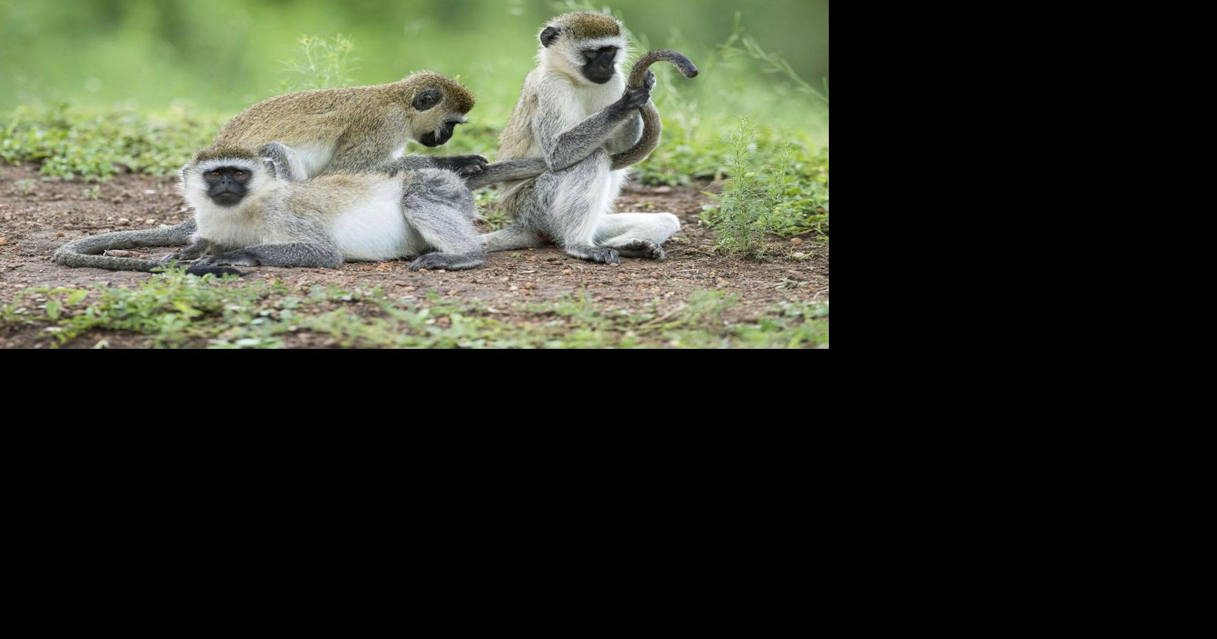 Why don’t humans have tails? Scientists find answers in an unlikely ...