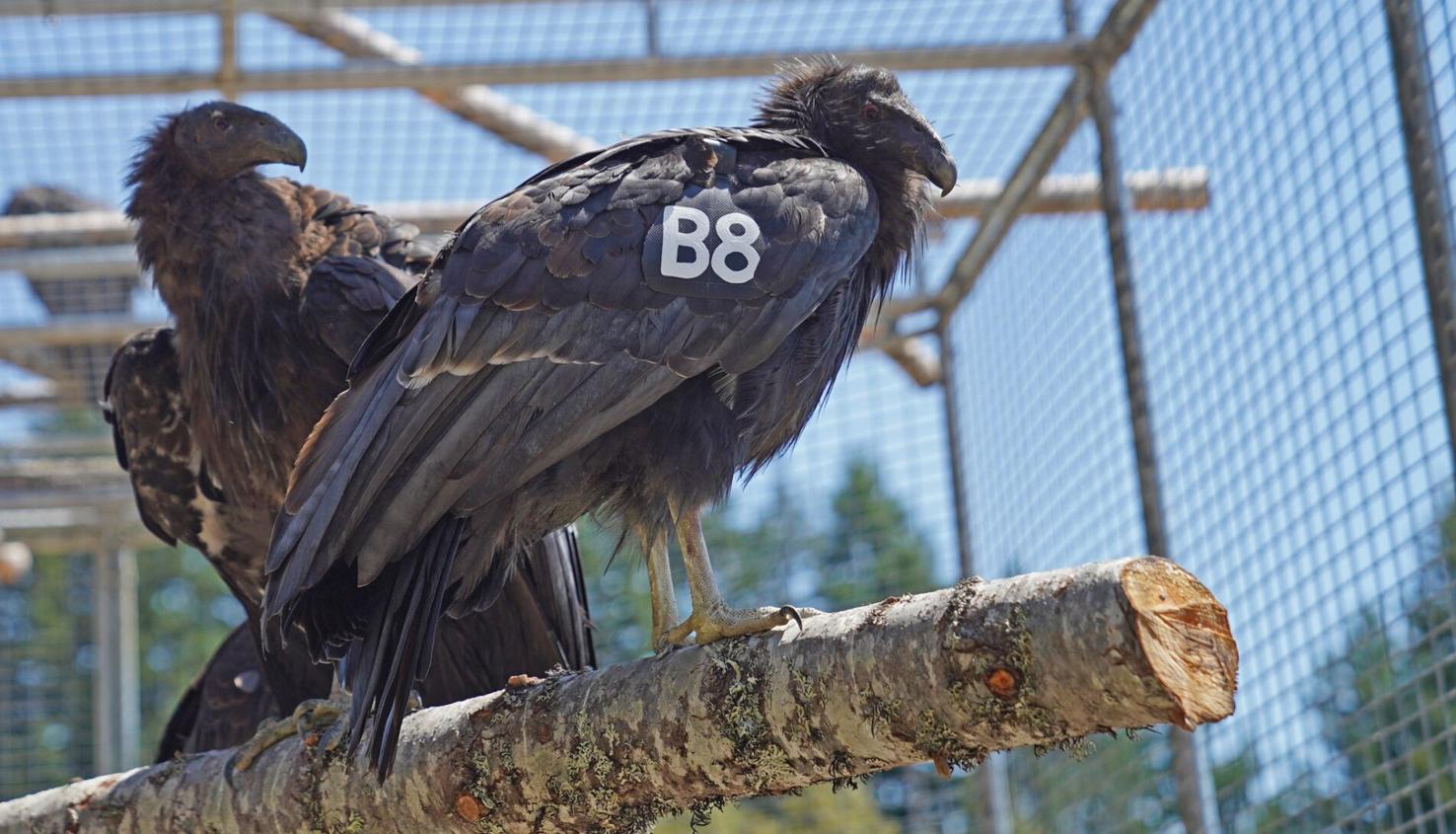 Restoring California condors | Top Stories | kdrv.com