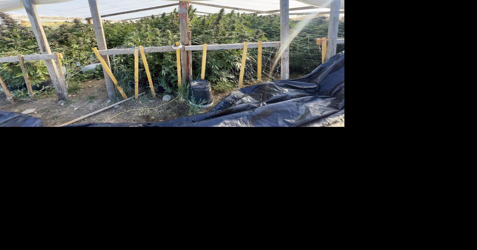 Illegal marijuana grow busted in Eagle Point | News | kdrv.com