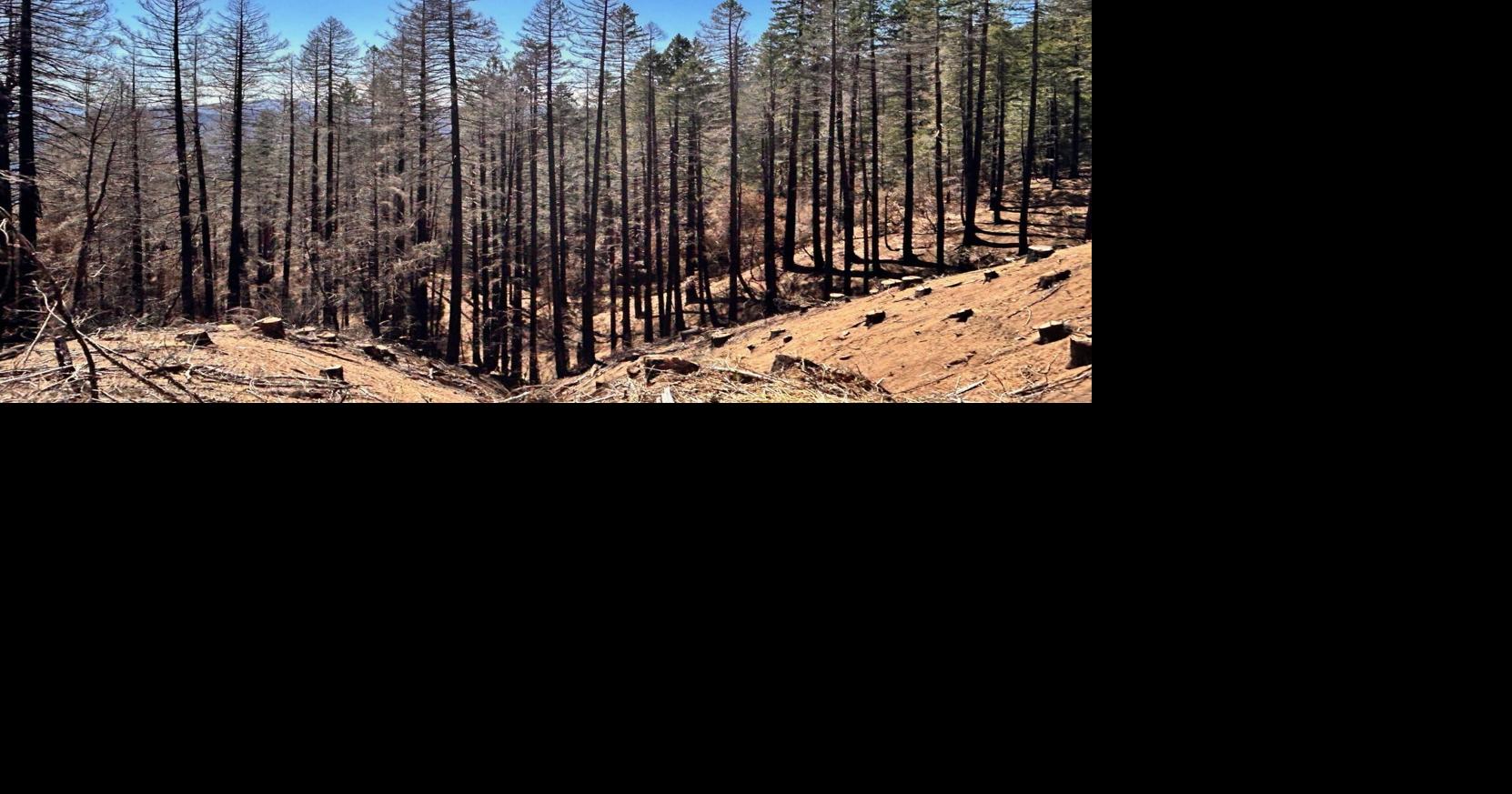Burned trees cleared from Bear Camp Road ahead of recreation season ...