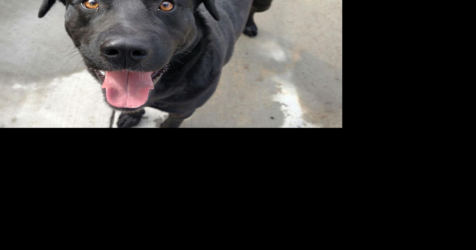 Yreka animal shelter needs your old towels to care for pets | Local ...
