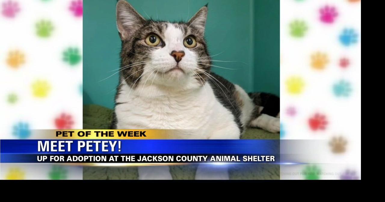 Pet of the Week: Meet Petey! | Features | kdrv.com