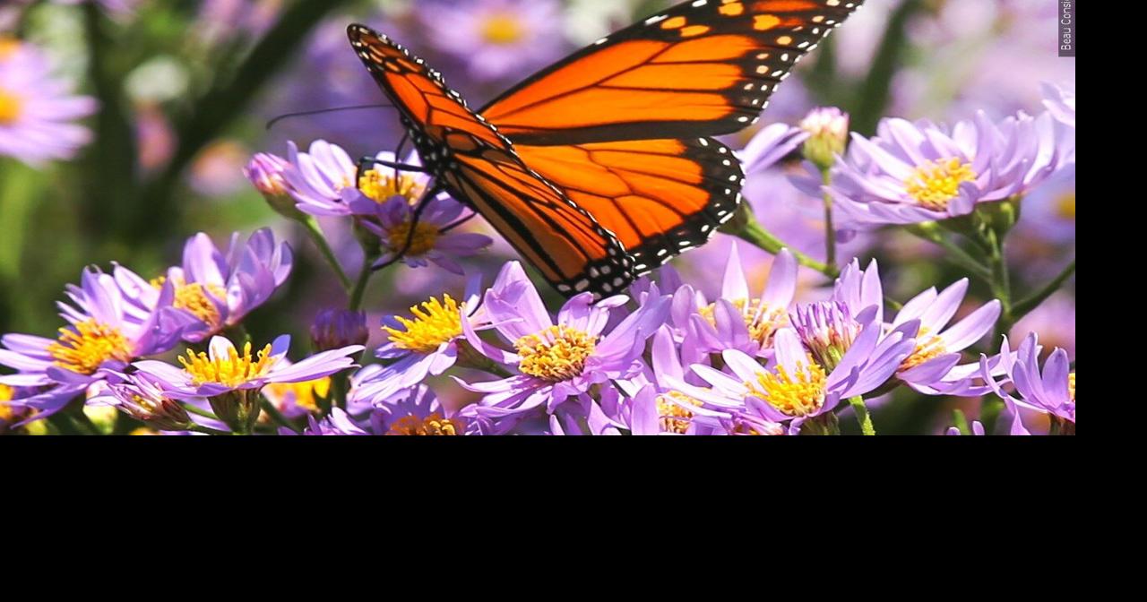 Oregon senators announce funding for butterfly, pollinator conservation ...