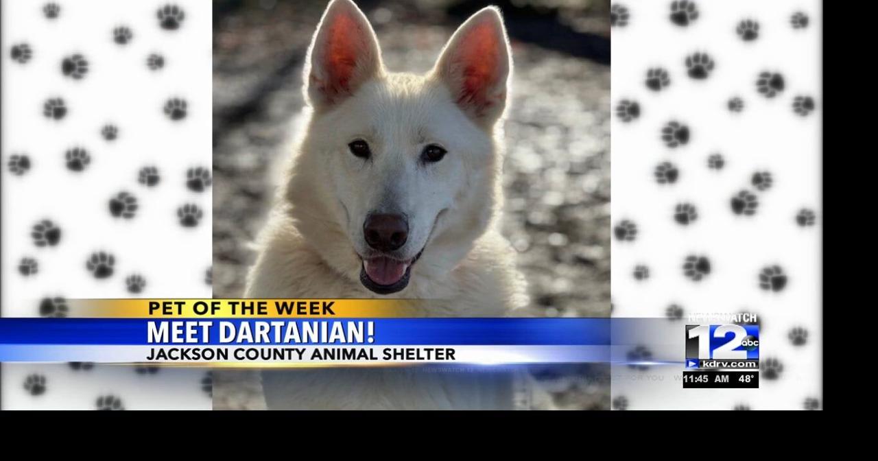 Pet of the Week! Meet Dartanian! | Pet of the Week | kdrv.com