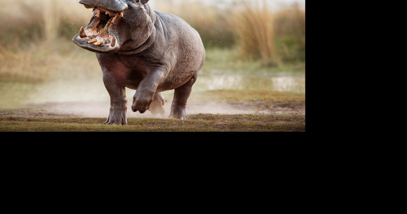 hippopotamus attack in water