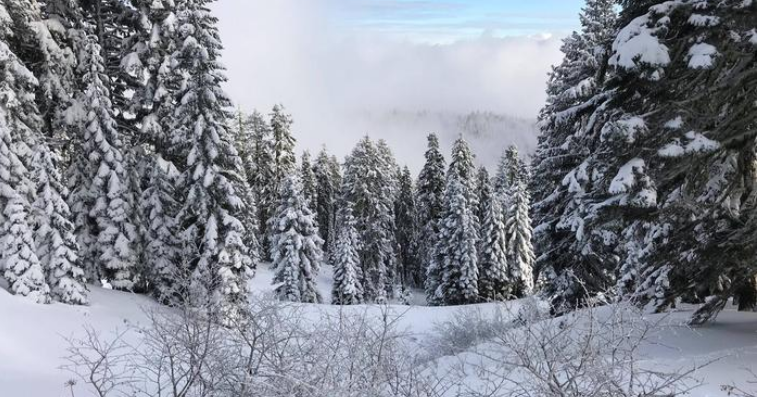 Christmas tree permit season opens today in Klamath National Forest ...