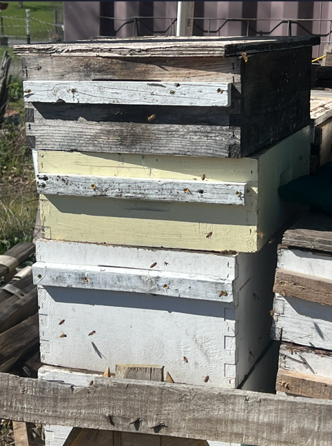 Bee aware! Spring brings bees | Local | kdrv.com