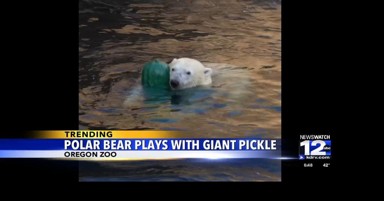 Polar bear plays with giant pickle at Oregon Zoo | Video | kdrv.com