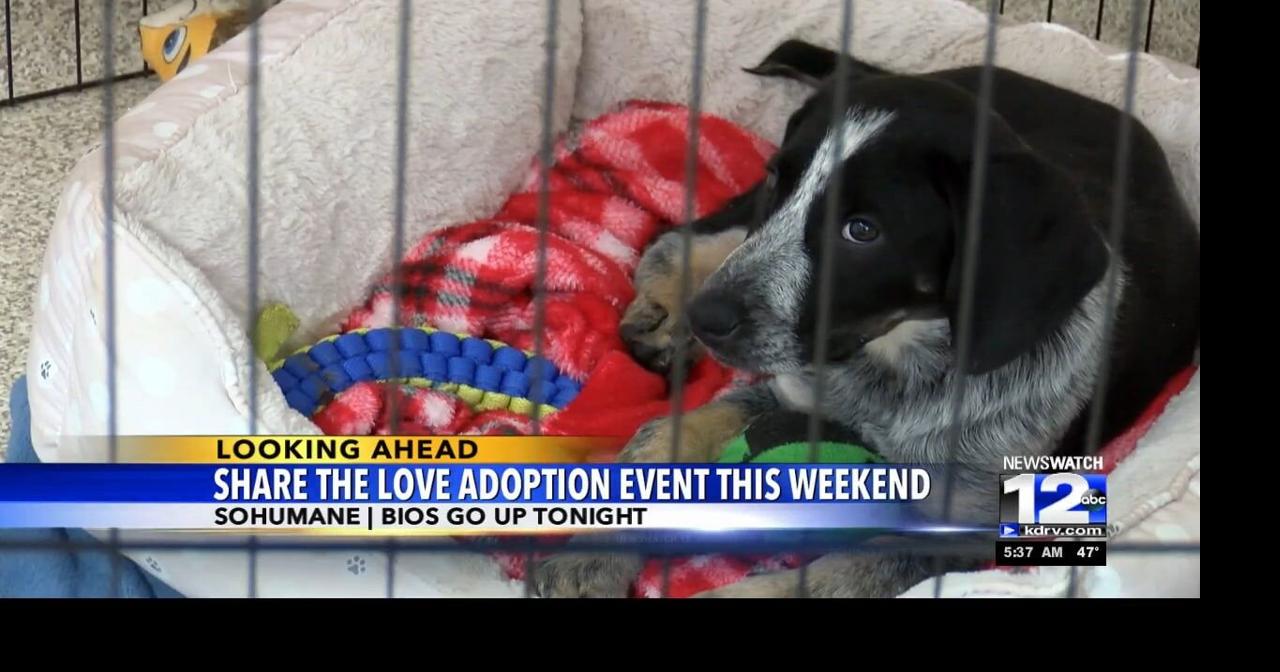 Share the Love Adoption Event happening this weekend | Video | kdrv.com