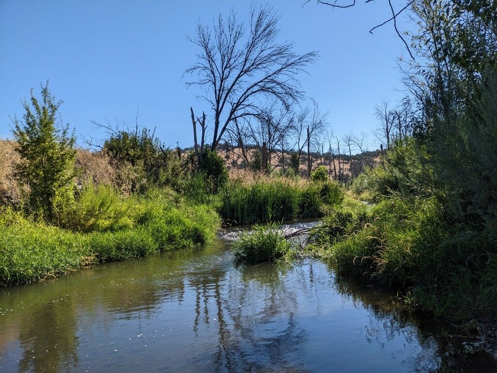 Elevated bacterial levels discovered in three local Creek areas | Top ...