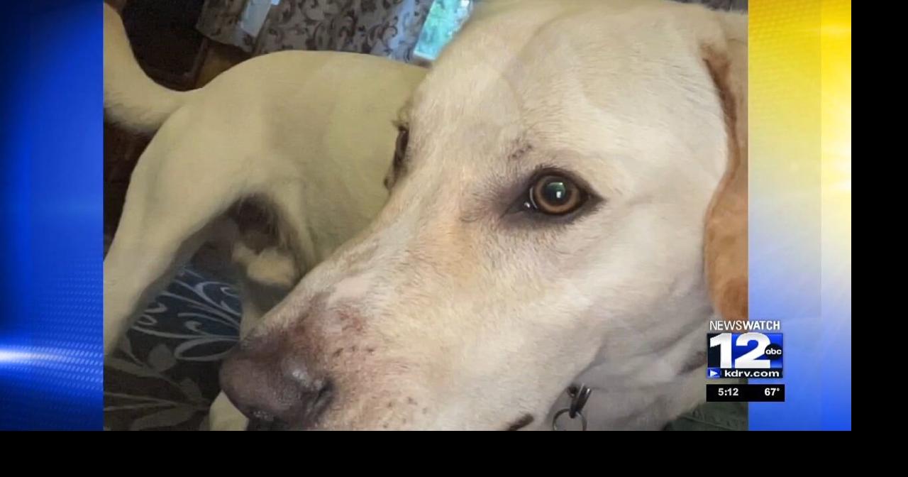 Cougar attacks family dog in Sweet Home | Video | kdrv.com