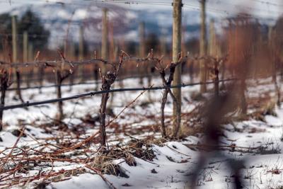 Replant program to support B.C. wine industry’s adaptation to climate ...