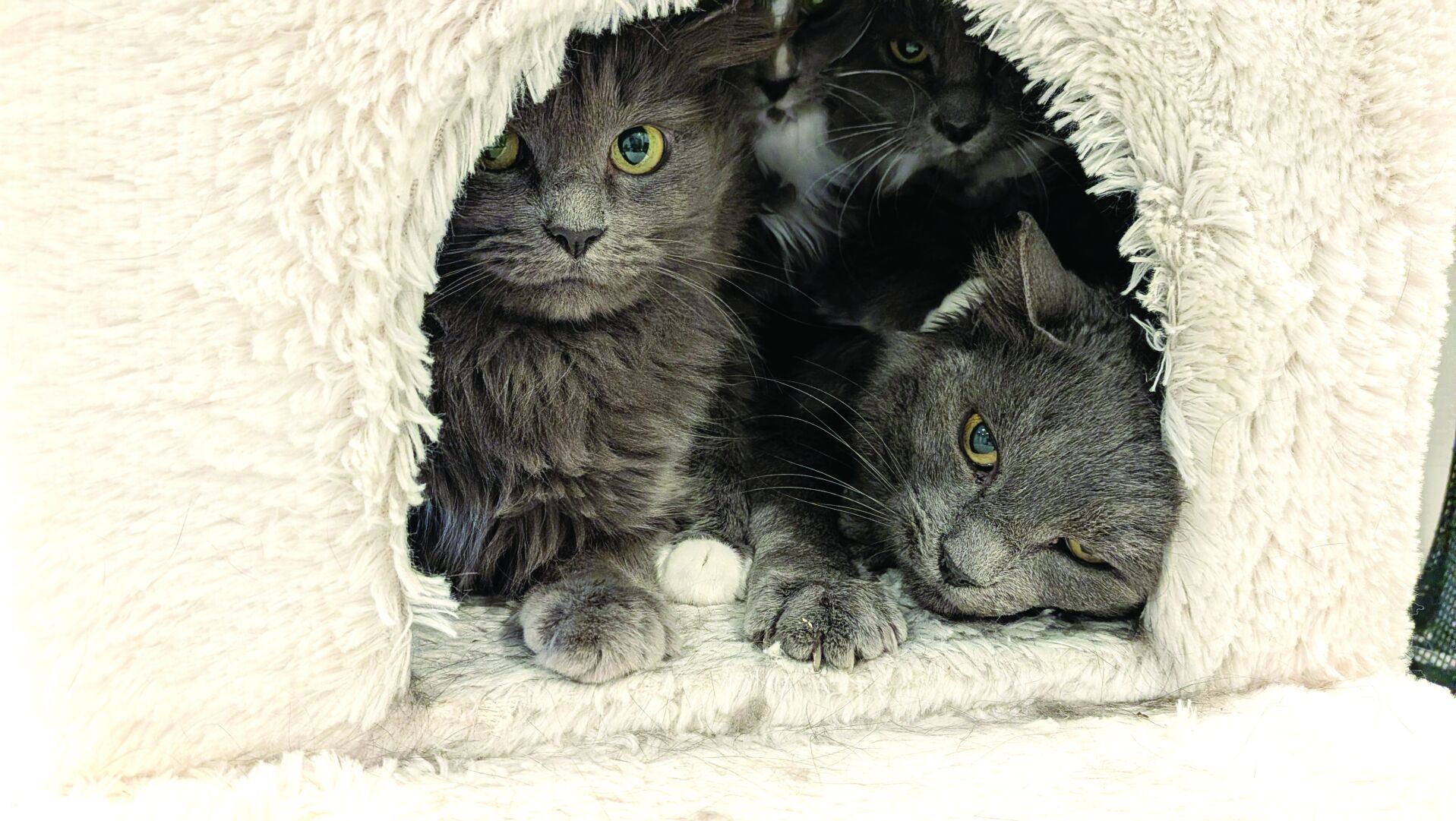 Pound rescues 21 cats and kittens | News | kelownadailycourier.ca