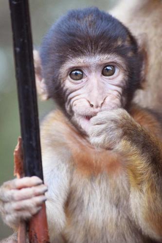 Monkeying around in Gibraltar | Life | kelownadailycourier.ca