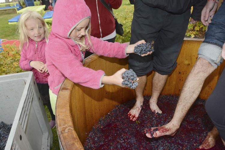 Grape stomp party | News | kelownadailycourier.ca