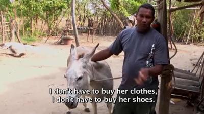 Bestiality film Donkey Love showing at festival | Local News ...