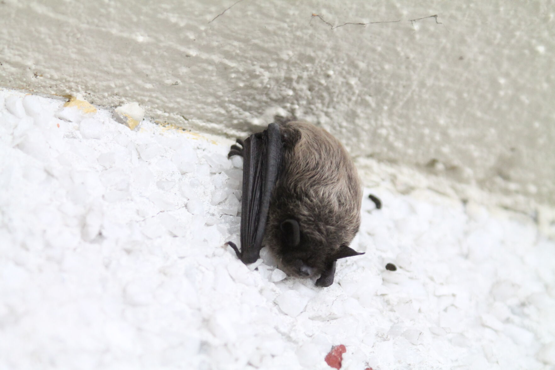 Same bat time, same bat station | Life | kelownadailycourier.ca