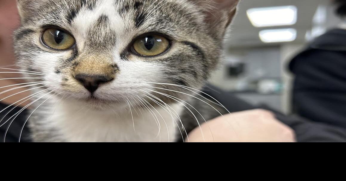 Sirachi, a kitty with broken leg is in good hands now | News ...