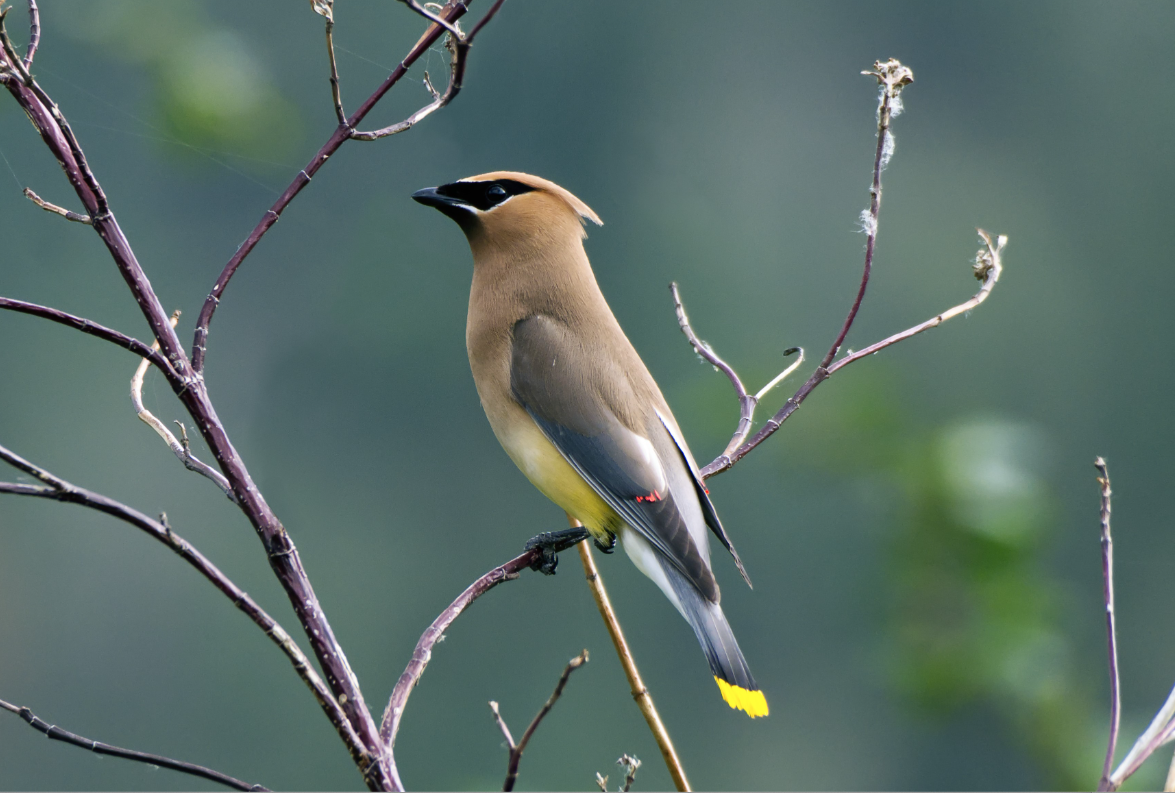 A bird abides | News | kelownadailycourier.ca