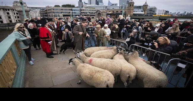 Damian Lewis herds sheep over a London bridge in homage to a medieval ...