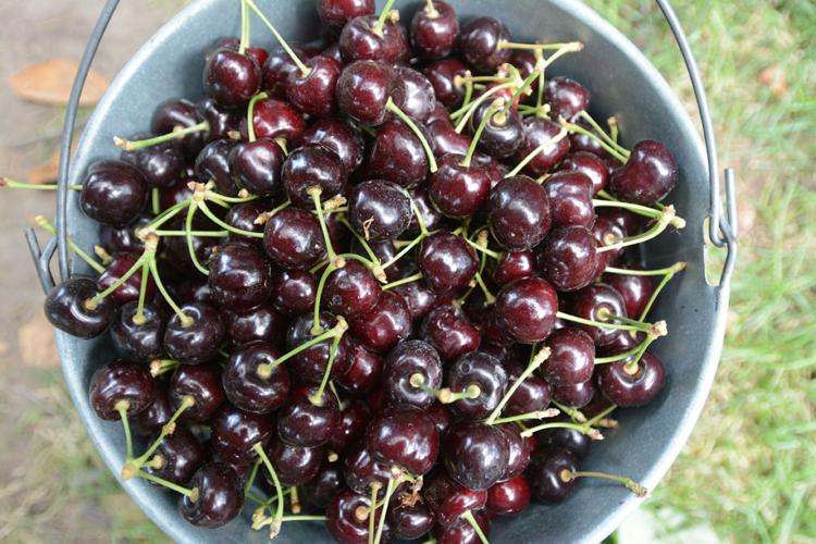 Okanagan tradition: picking cherries | Gallery | kelownadailycourier.ca