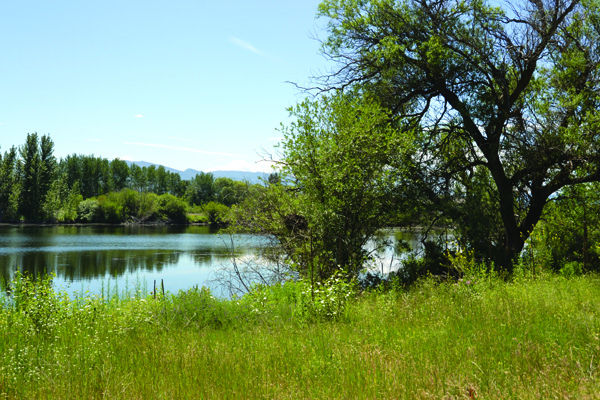 Munson Pond moving out of the shadows | News | kelownadailycourier.ca