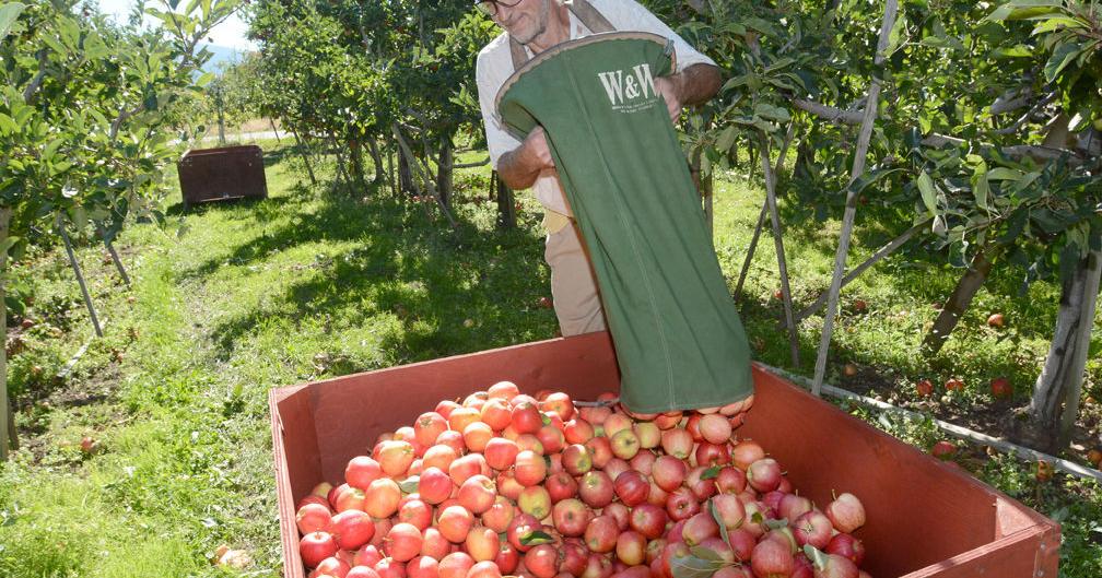 Fruit leaders gird for critical meeting forced by rebel growers | News ...