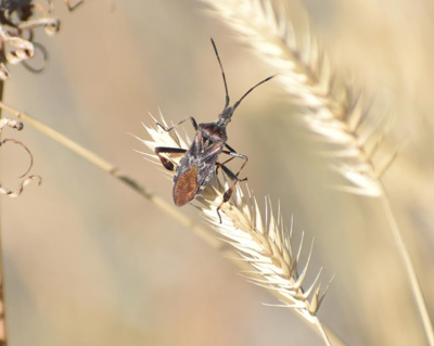 Stinky bug invasion worse this fall than usual in the Okanagan | News ...