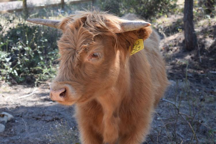 Cows watch over CedarCreek vineyards | Business News ...