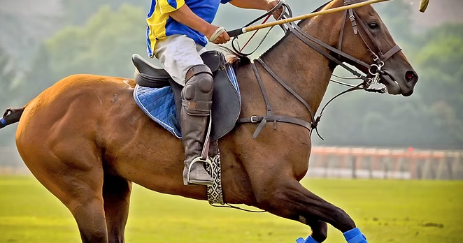 Polo in Kelowna? Righty-ho! | News | kelownadailycourier.ca
