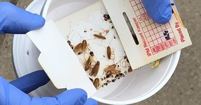 Alberta health agency closes down Chinese restaurant infested with ...