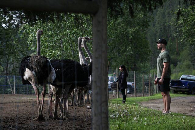 Five things to know about the B.C. ostrich farm and pending cull | National News ...