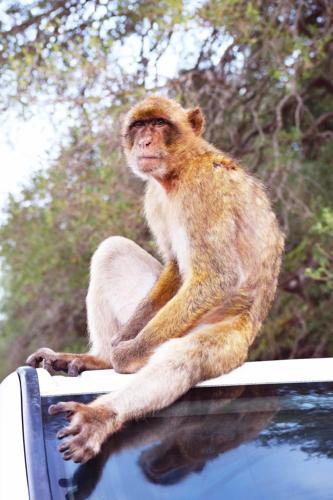 Monkeying around in Gibraltar | Life | kelownadailycourier.ca